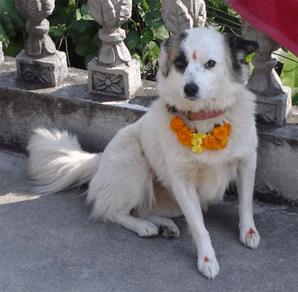Nepal's Day of Dog Worship, Kukur Tihar Festival
