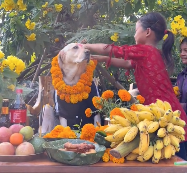 Nepal's Day of Dog Worship, Kukur Tihar Festival