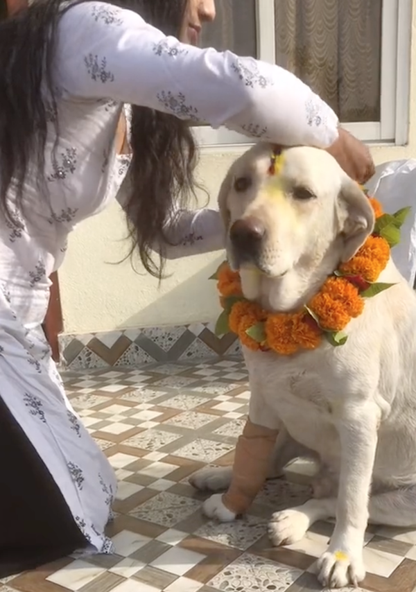 Nepal's Day of Dog Worship, Kukur Tihar Festival