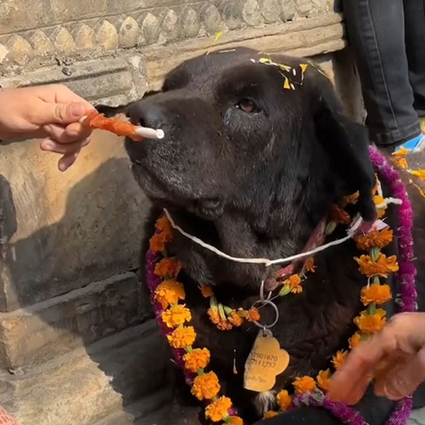 Nepal's Day of Dog Worship, Kukur Tihar Festival