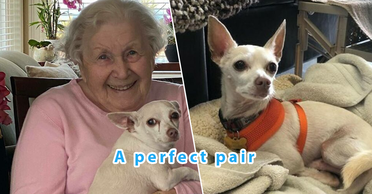 100-Year-Old Woman Gives Senior Dog A New Life