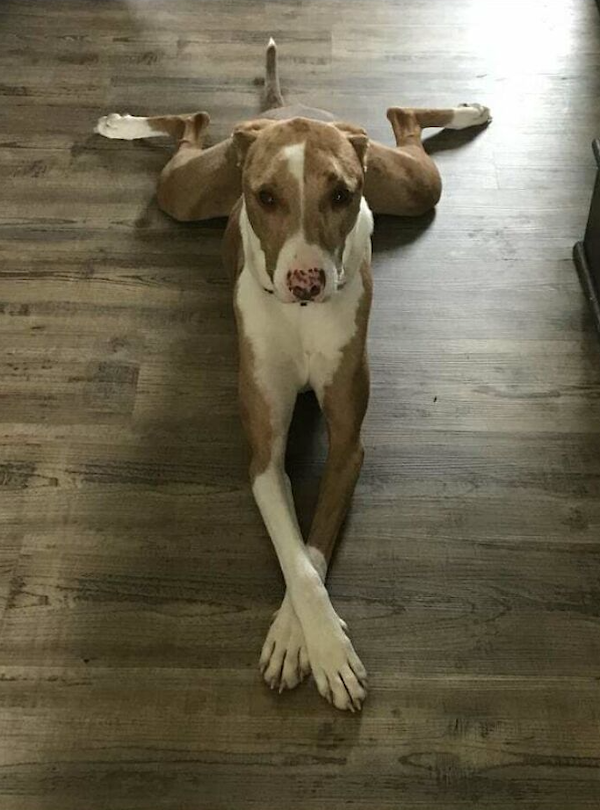 A sploot a day keeps the vet away