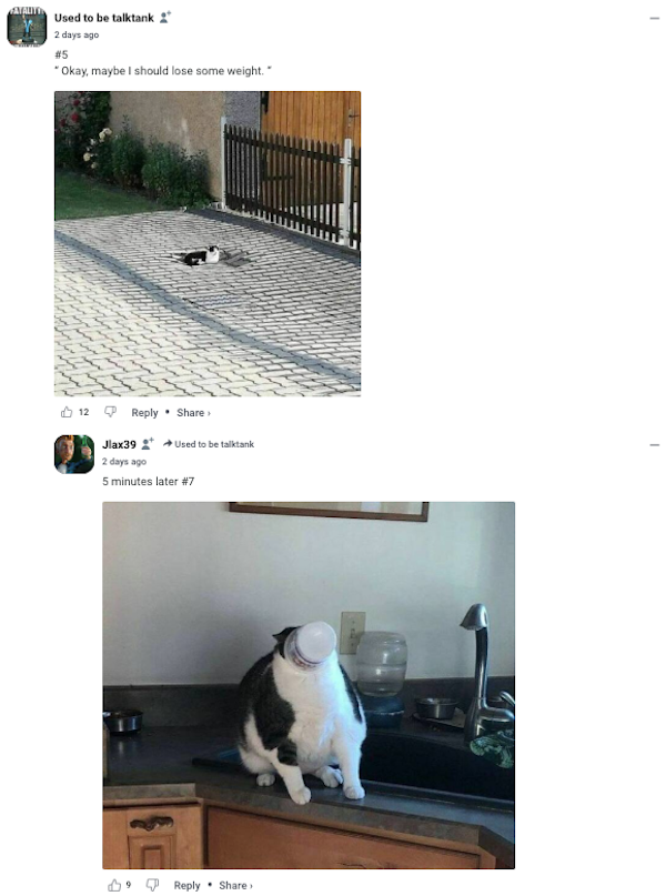 Top Comments of elite commenters found on theCHIVE