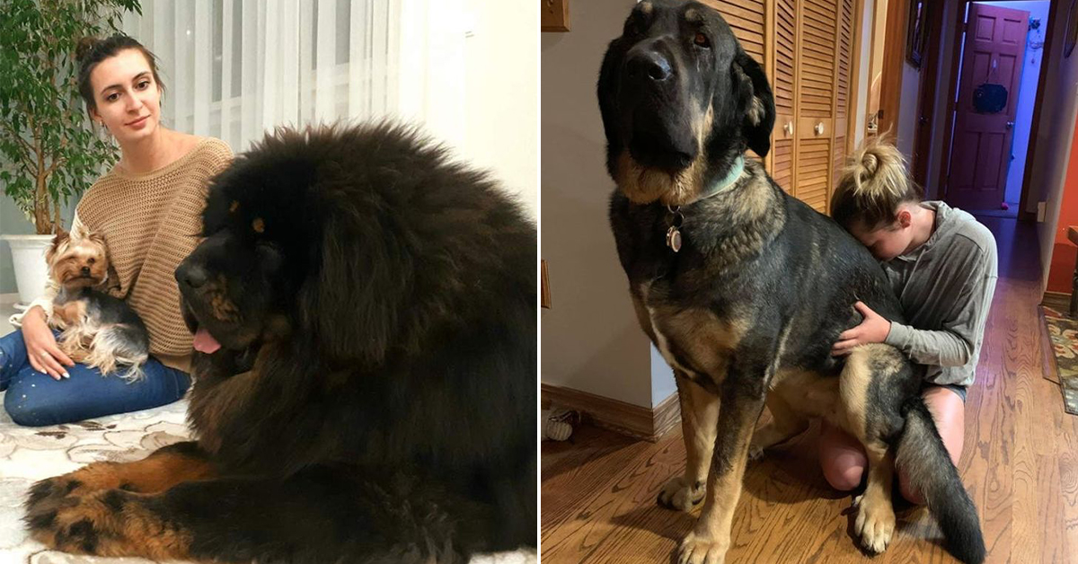 Big dogs with a proportionate amount of love to give