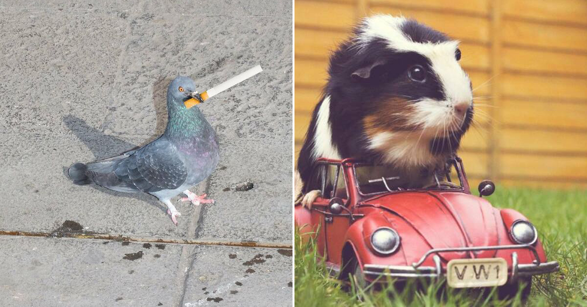 Amusing animals are still the cornerstone of the internet