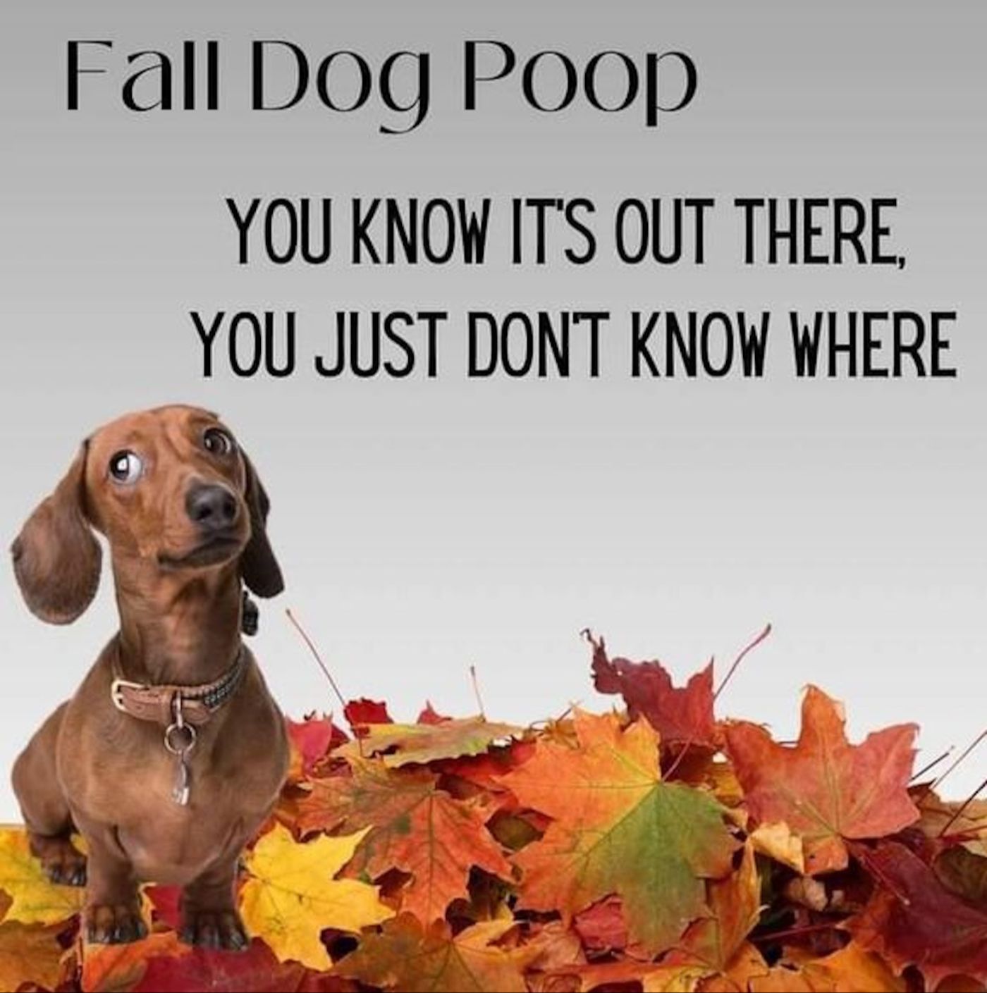 Who Let the Dogs Out