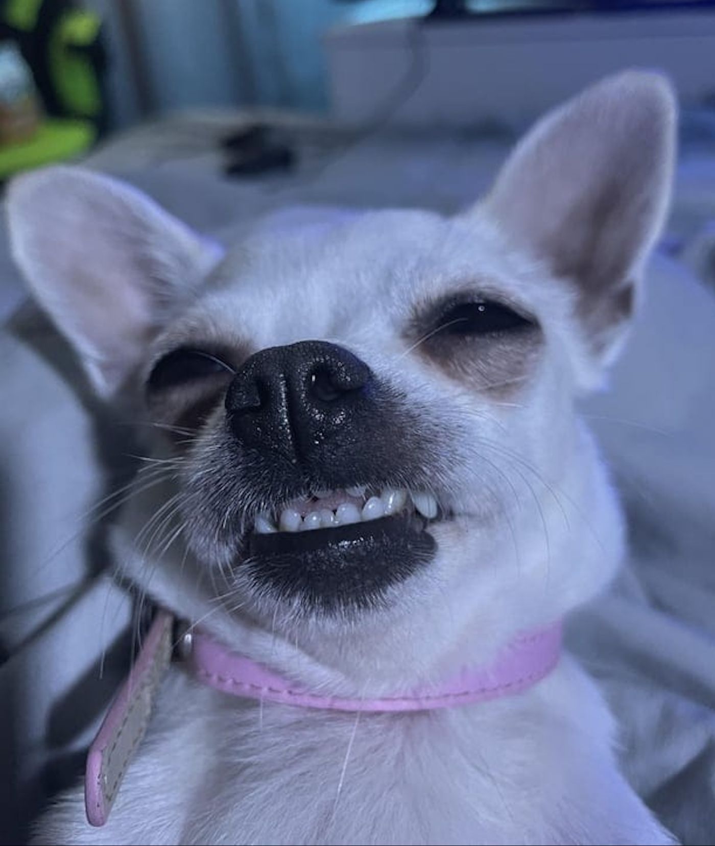 Who Let the Dogs Out