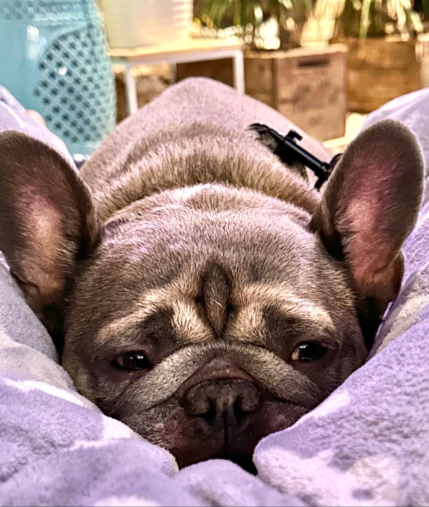 Who Let the Dogs Out