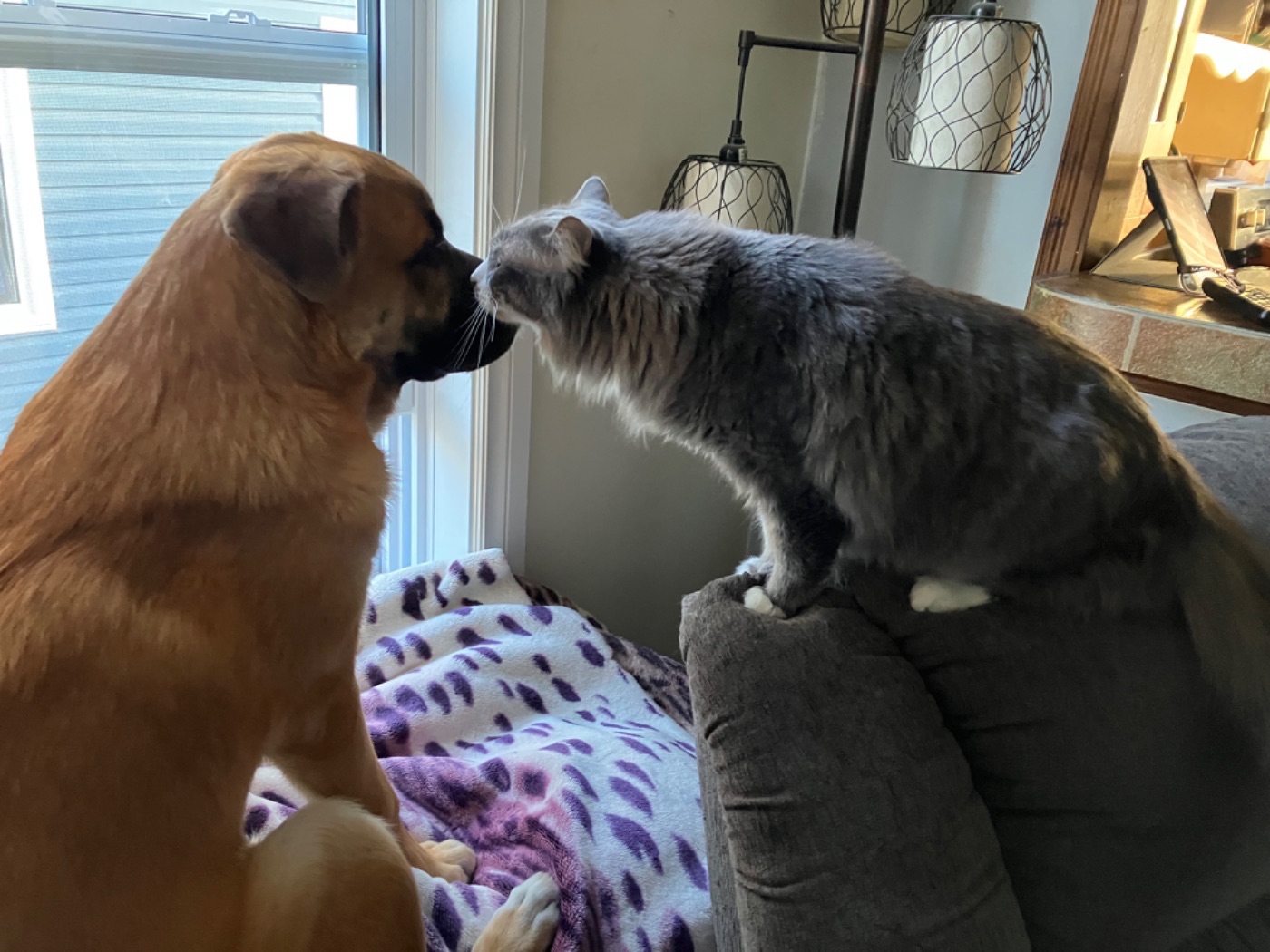 Cat Saturday Is Always a Hit