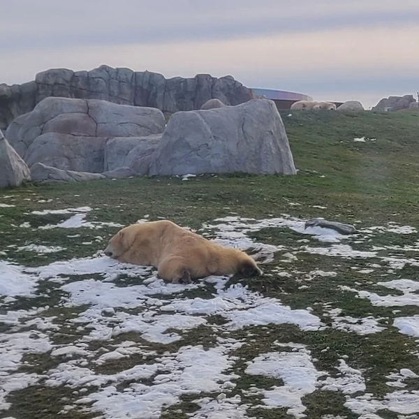 A sploot a day keeps the vet away