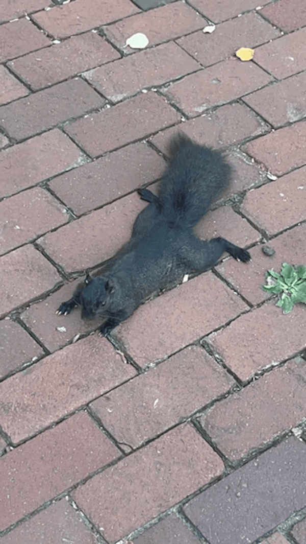 A sploot a day keeps the vet away