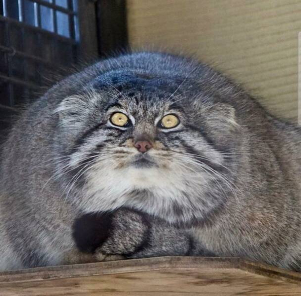 Saturdays Are for the Cats