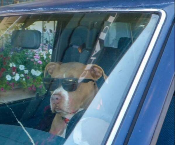 Who Let the Dogs Out