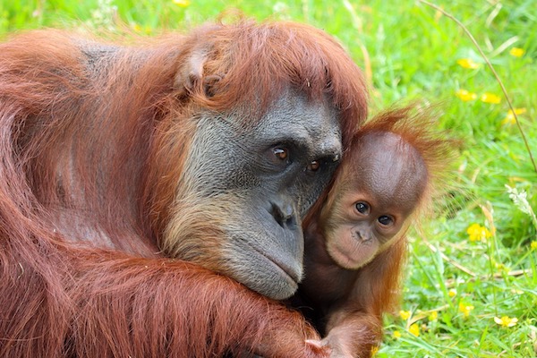 Ranking the 10 smartest animals in the world