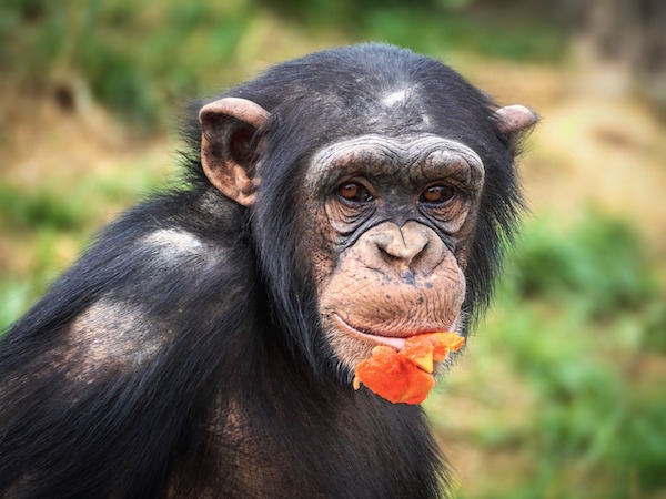 Ranking the 10 smartest animals in the world