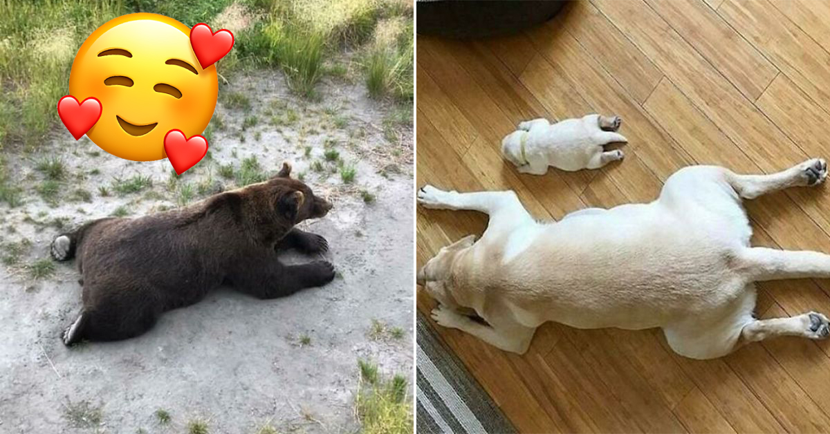 A sploot a day keeps the vet away