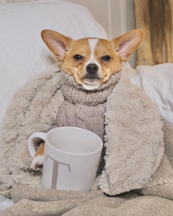 Take a page from the weather and chill out with some comfy cozy memes