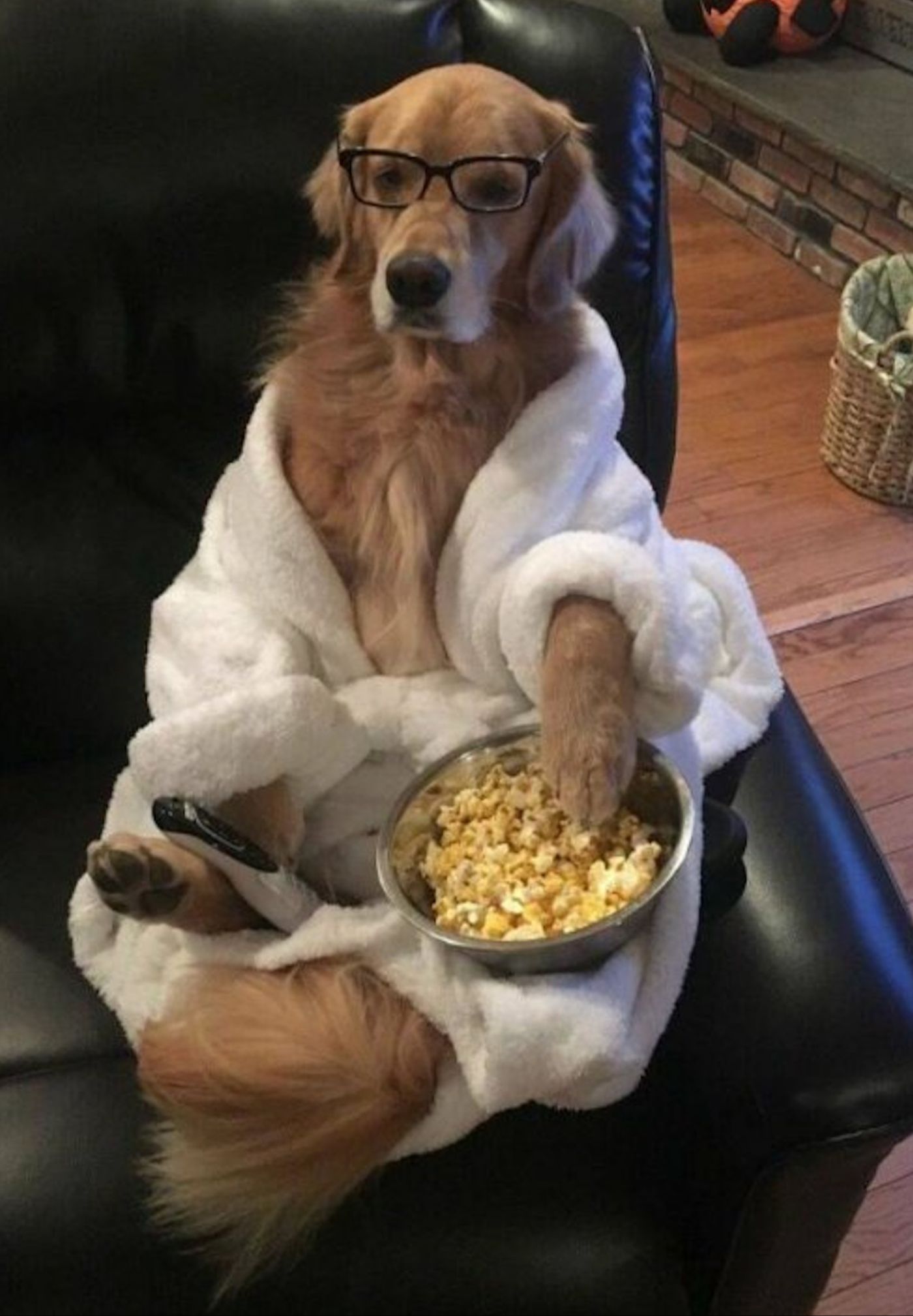 Who Let the Dogs Out