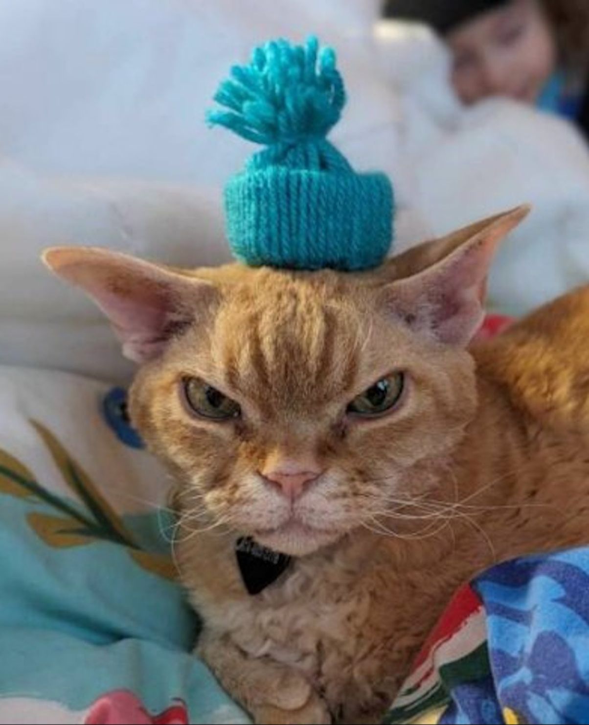 Cats Are King This Saturday