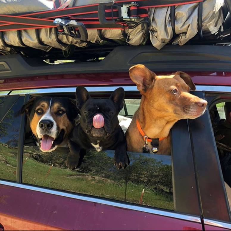 Dogs Are the Best. That’s It.