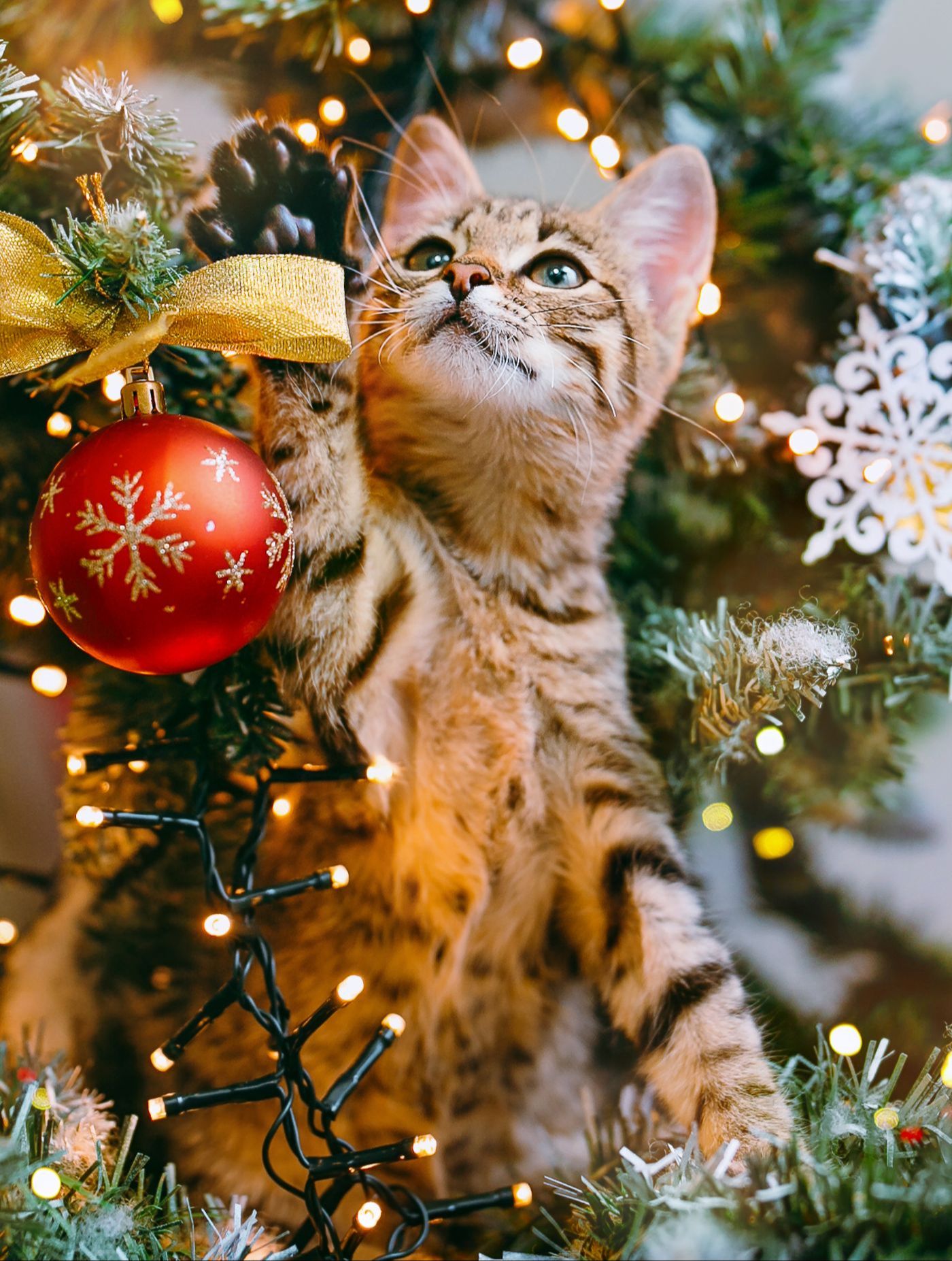 Cats Are King This Saturday