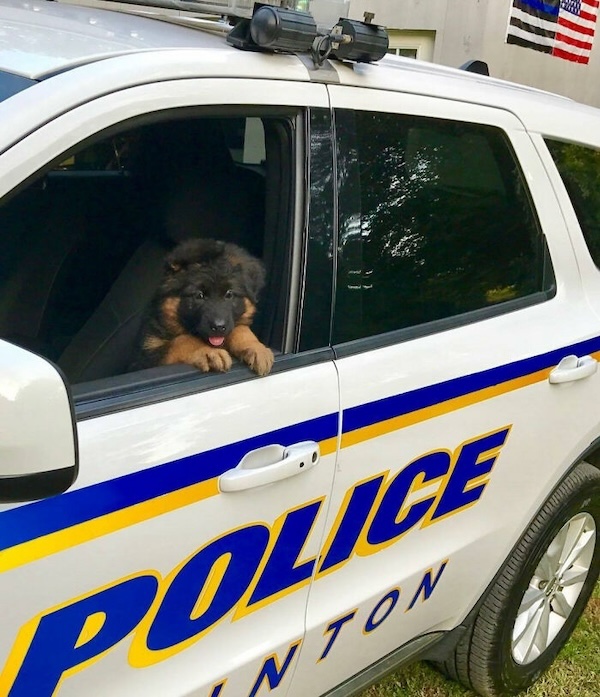 Police pups in training make our hearts melt