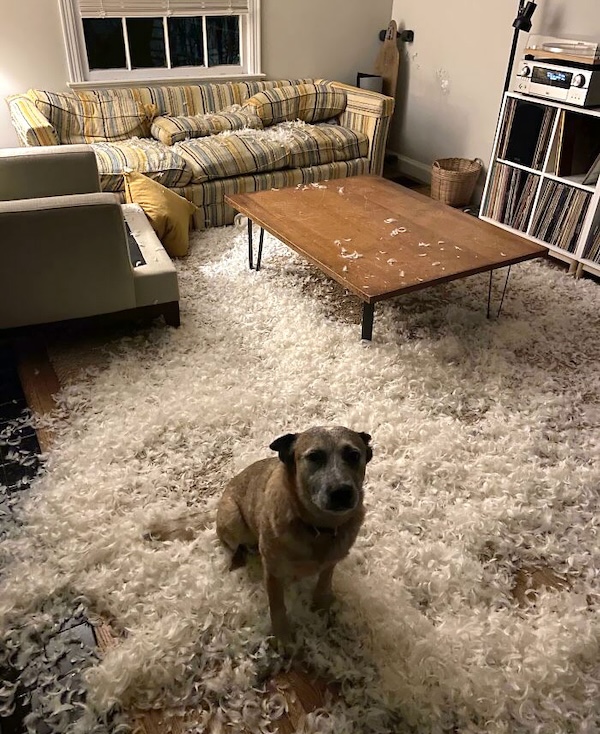 Dogs: Our adorable harbingers of destruction