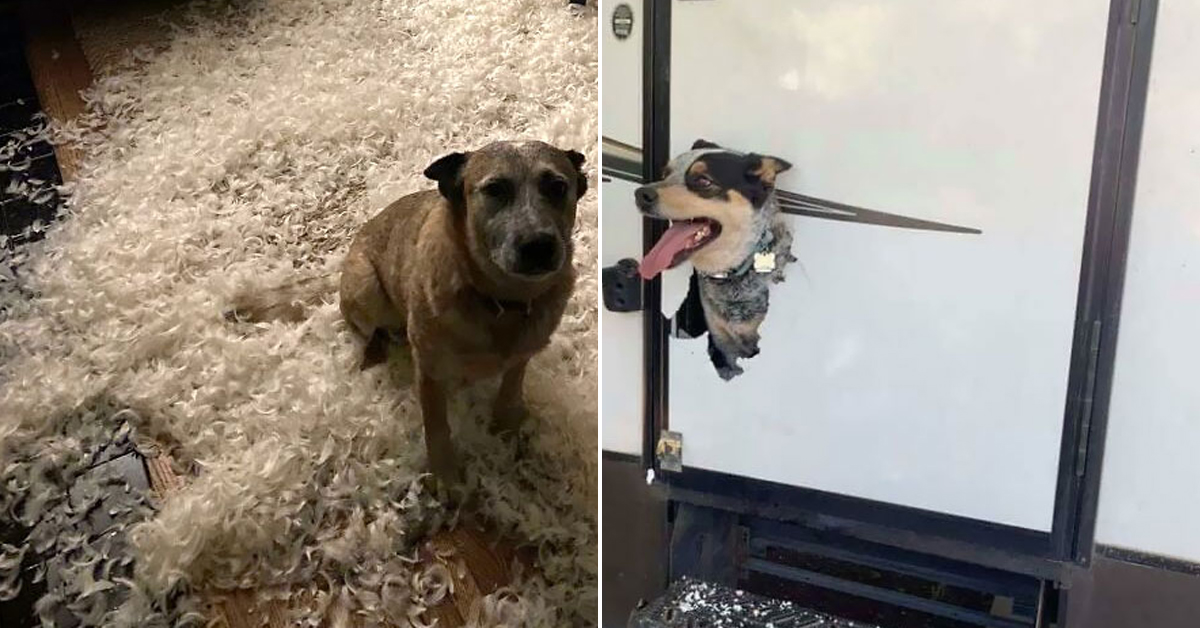 Dogs: Our adorable harbingers of destruction