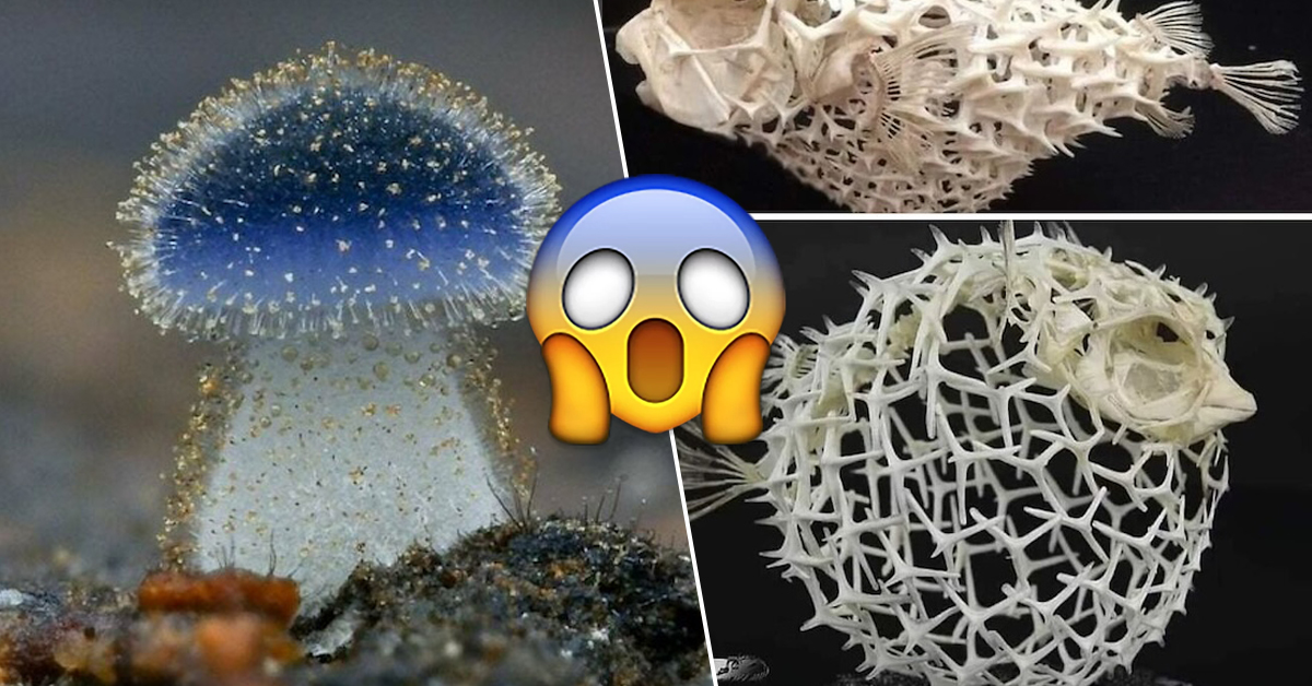 Funny Animal Pictures | Funny Pet Videos - theCHIVE