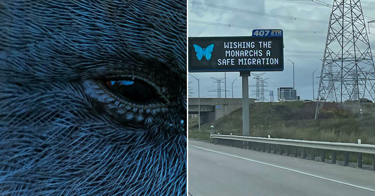 What in tarnation is goin' on here