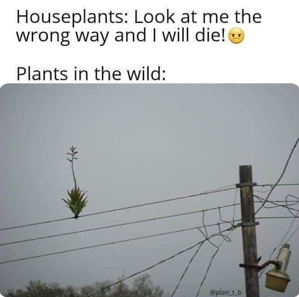 Mind-LESS Memes Stupid Funny Logic Photo Caption 2023 New WTF Pictures