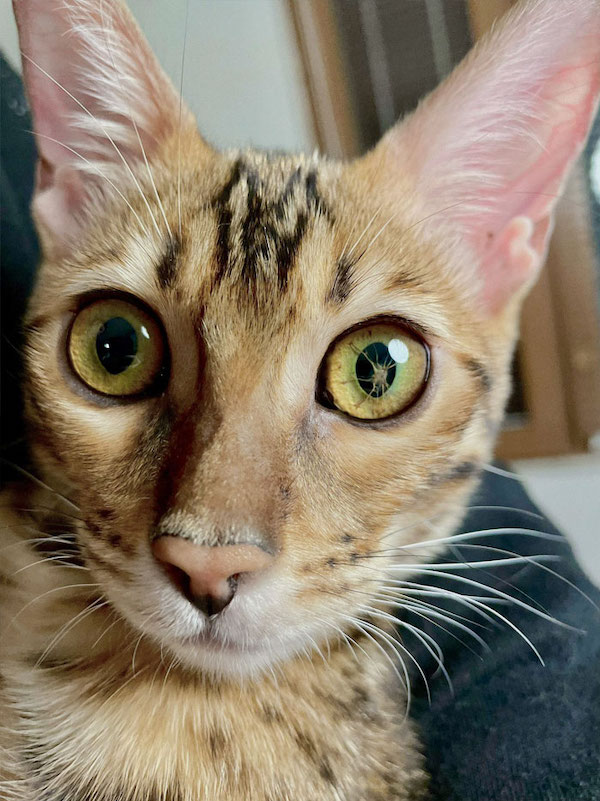 Their genetics make these unusual-looking pets all the more lovable