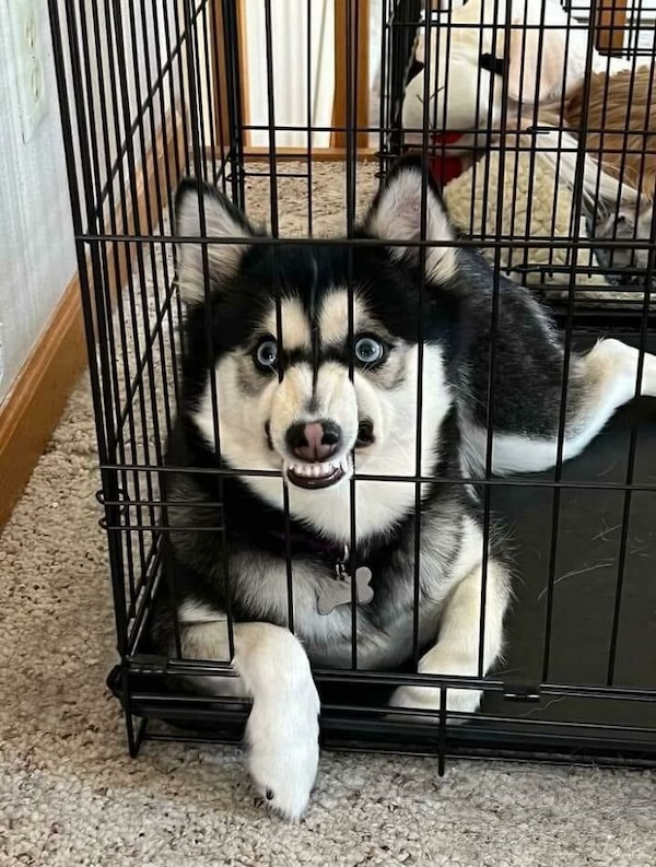 These dogs might look troubled, but there is *nothing* wrong with them