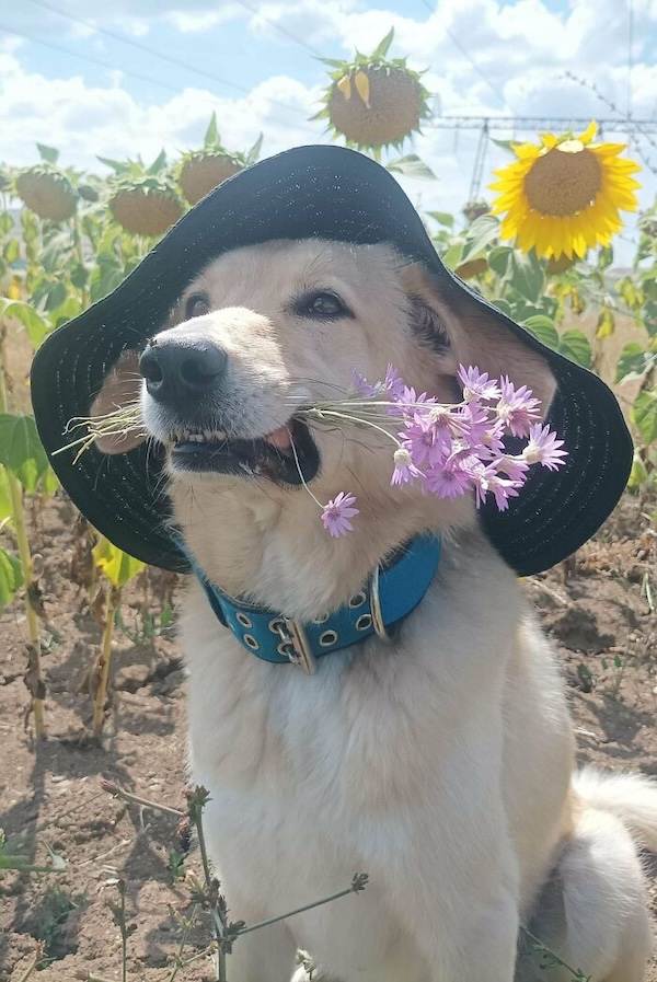 These dogs might look troubled, but there is *nothing* wrong with them