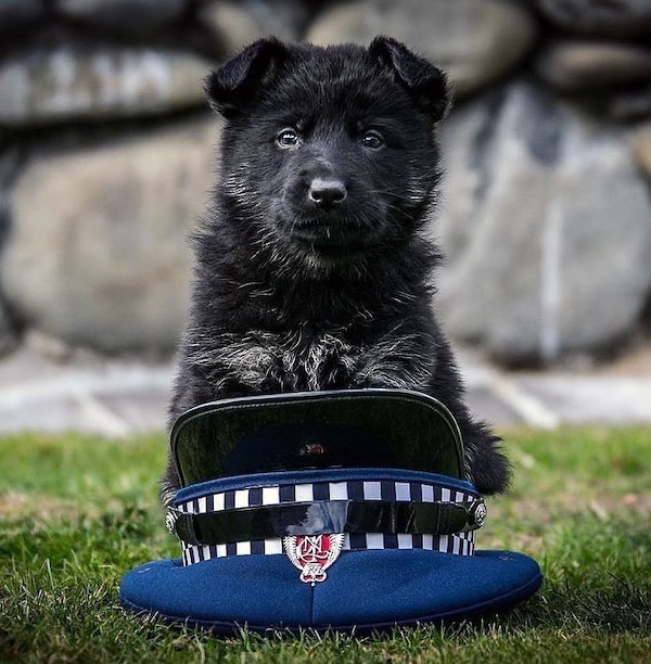 Police pups in training make our hearts melt