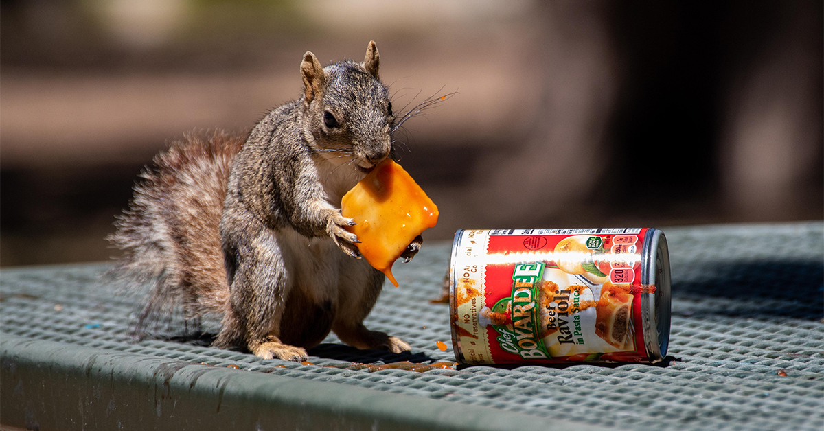 Funny Animal Pictures | Funny Pet Videos - theCHIVE