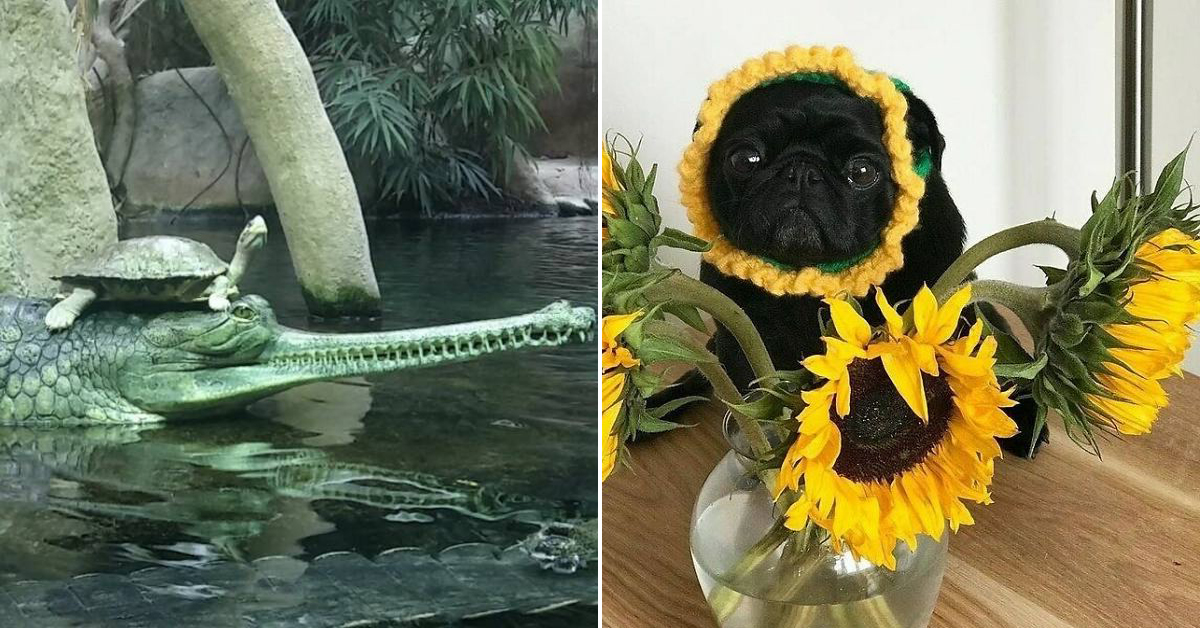 Funny Animal Pictures | Funny Pet Videos - theCHIVE