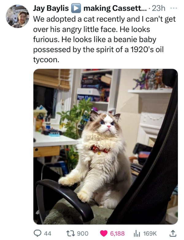 Cats Are King This Saturday