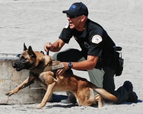 Beautiful Brave Police Tribute Photos Heroes of This Blue Line Photos