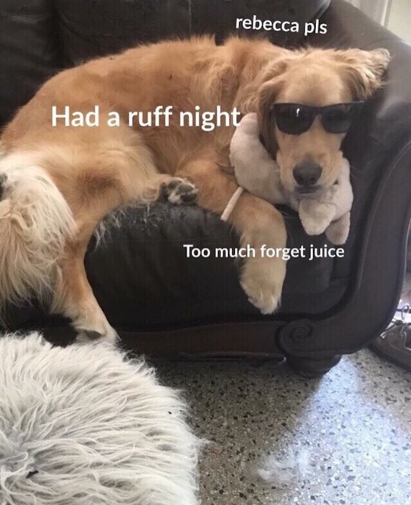 Hungover? Look at these memes, quietly. And in the dark...