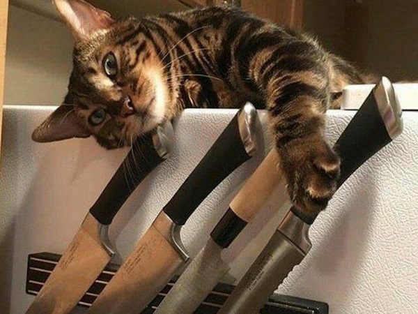 Who Let the Cats Out?!