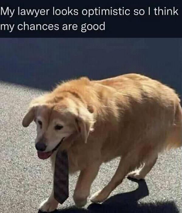 Mind-LESS Memes Best Stupid Hump Day Funny Logic Photo Captions