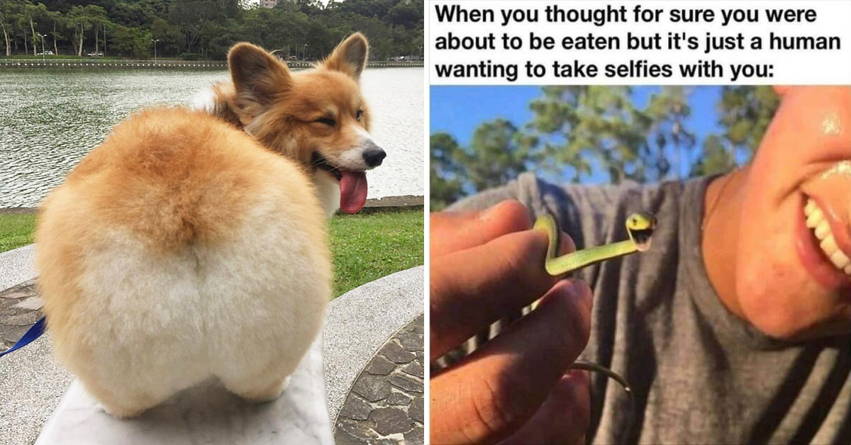 Funny Animal Pictures | Funny Pet Videos - theCHIVE