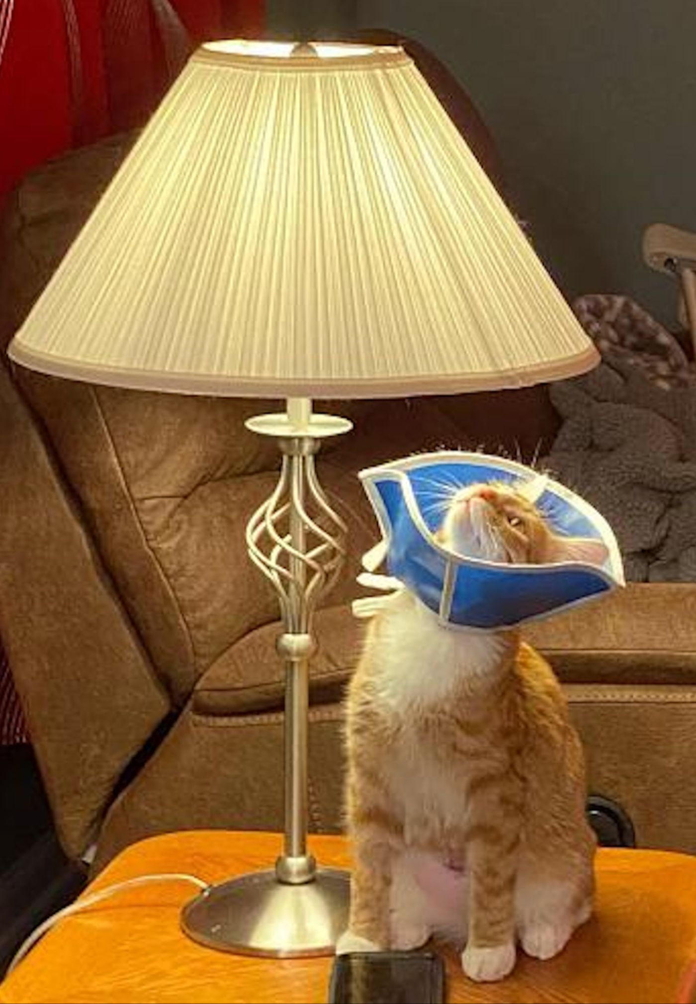 Cat Saturday Is Here in Full Swing