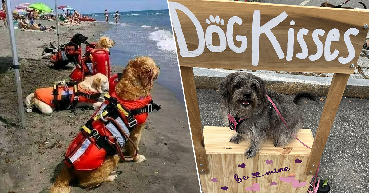Treat yourself to some dogs with jobs