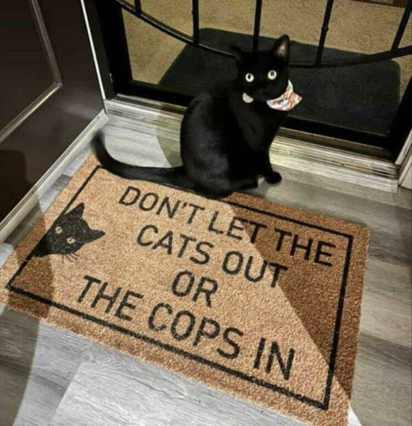 Who Let the Cats Out?!