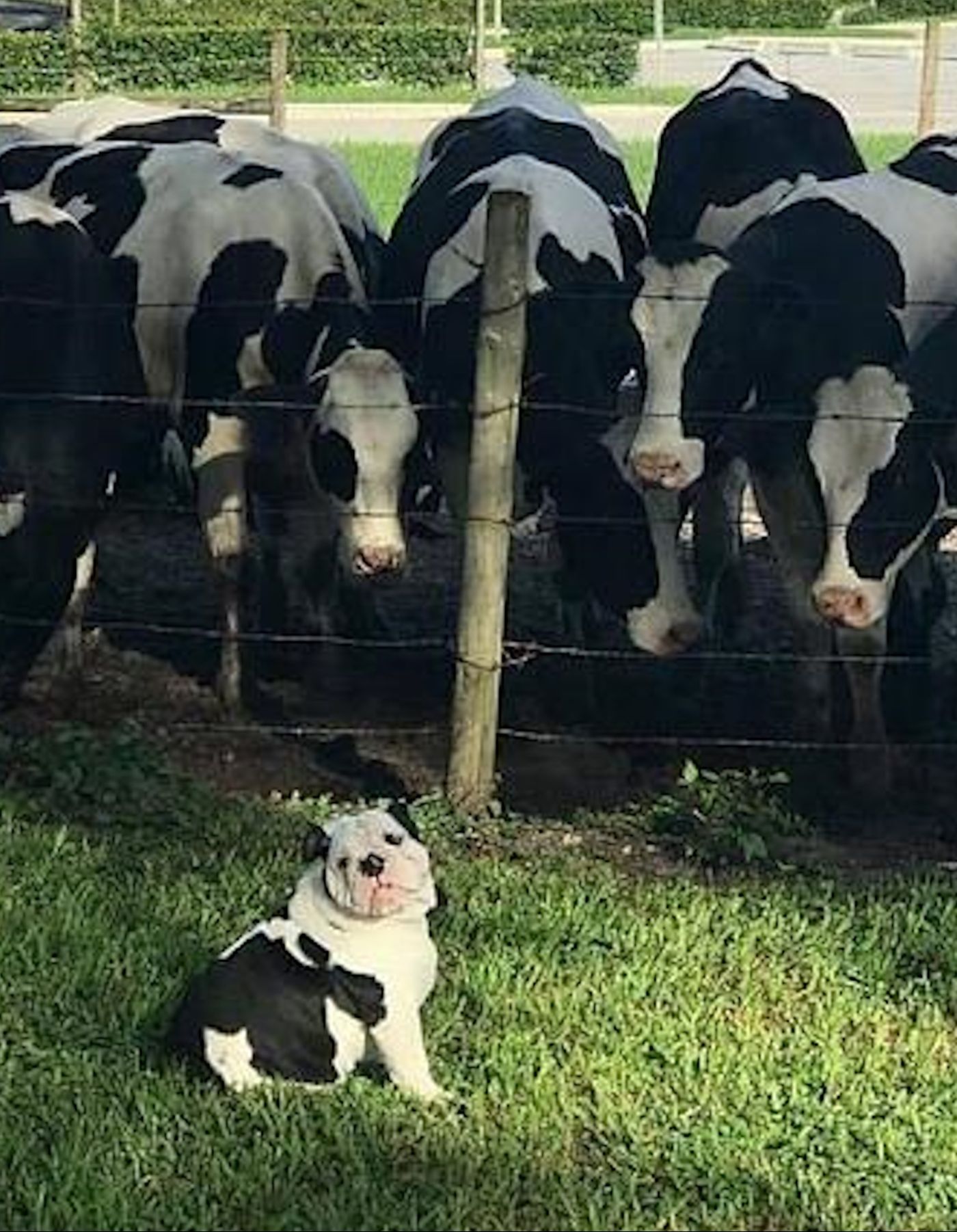 Like It or Not, It’s a Dog’s World