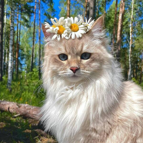 The Cats Are in Charge Today