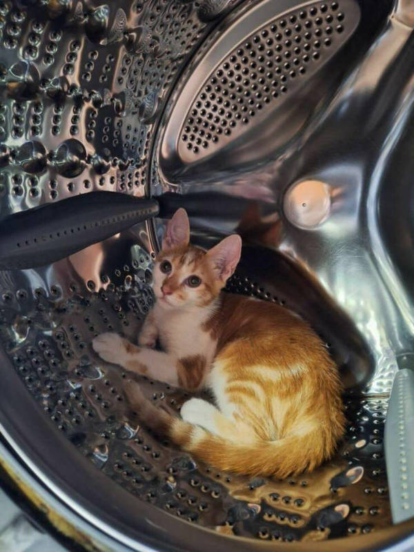 The Cats Are in Charge Today