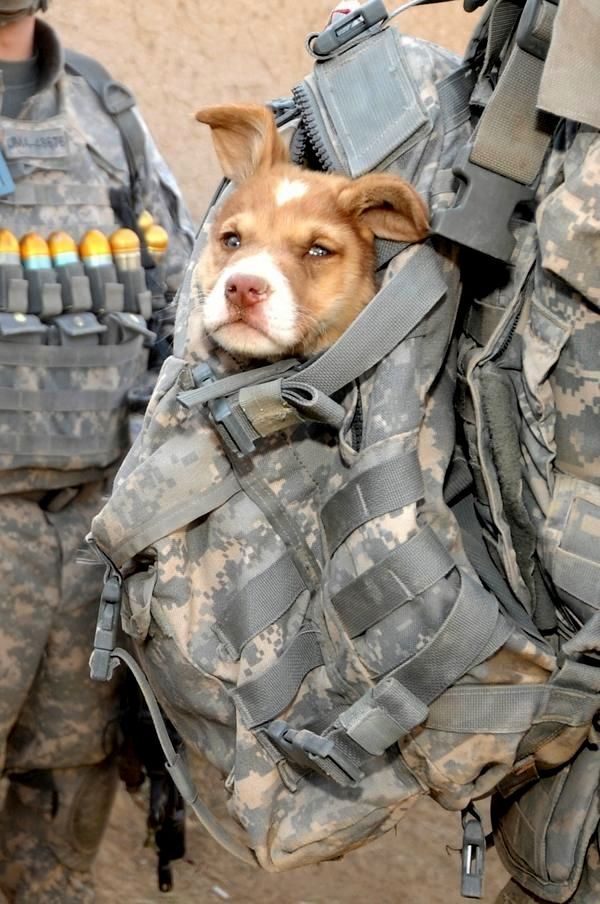 Say It With Me: Dogs Are Awesome